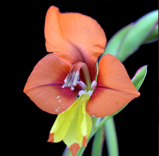 October Newsletter 2024 – Gates Cactus and Succulent Society