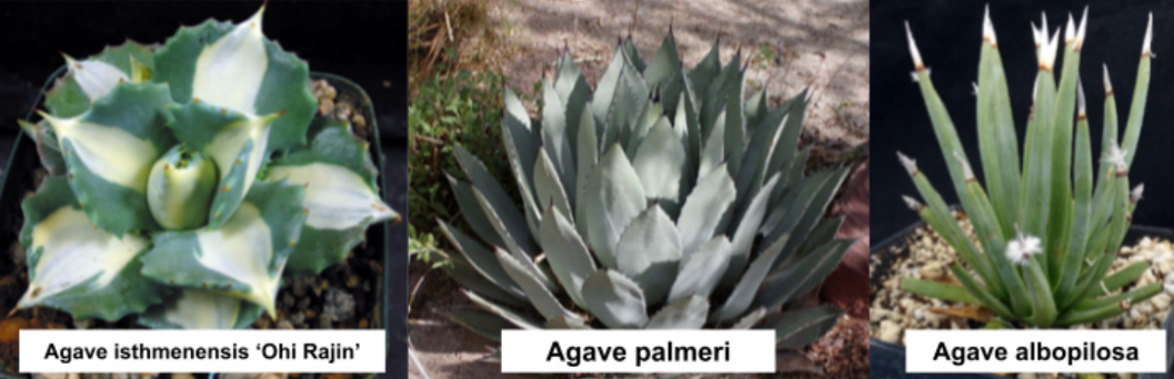 Succulent of the Month: Agaves – Gates Cactus and Succulent Society